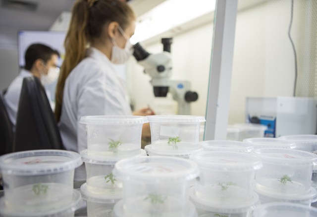 Suzano adota técnica da Nasa para análise de área florestal e economiza ...