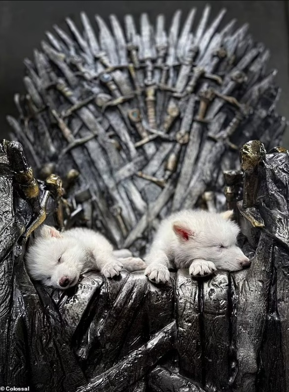 Como eram os lobos-terríveis originais? Os novos lobos são perigosos?