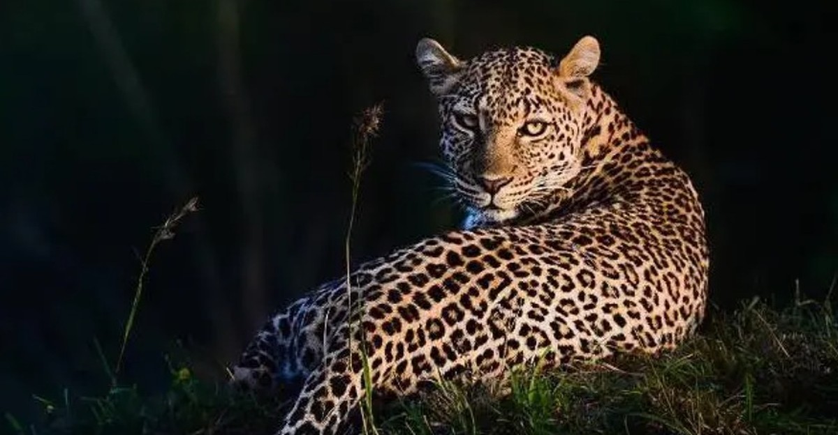 Como fascínio do matemático Alan Turing por manchas de leopardos o fez ...