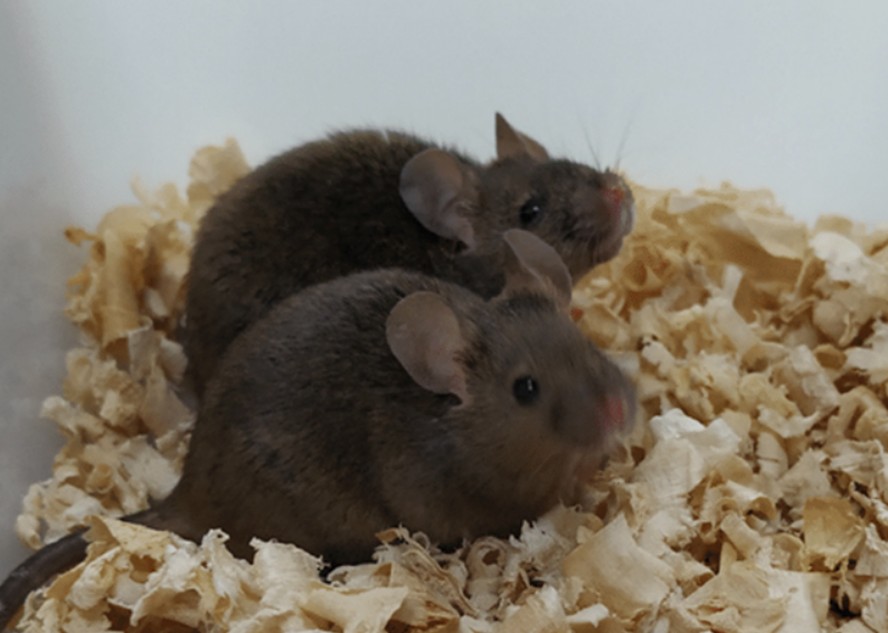 Pela primeira vez na ciência, ratos que nasceram de dois pais machos ...