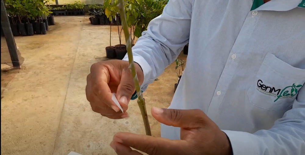 Tecnologia de DNA faz plantas florescerem dez vezes mais rápido em ...