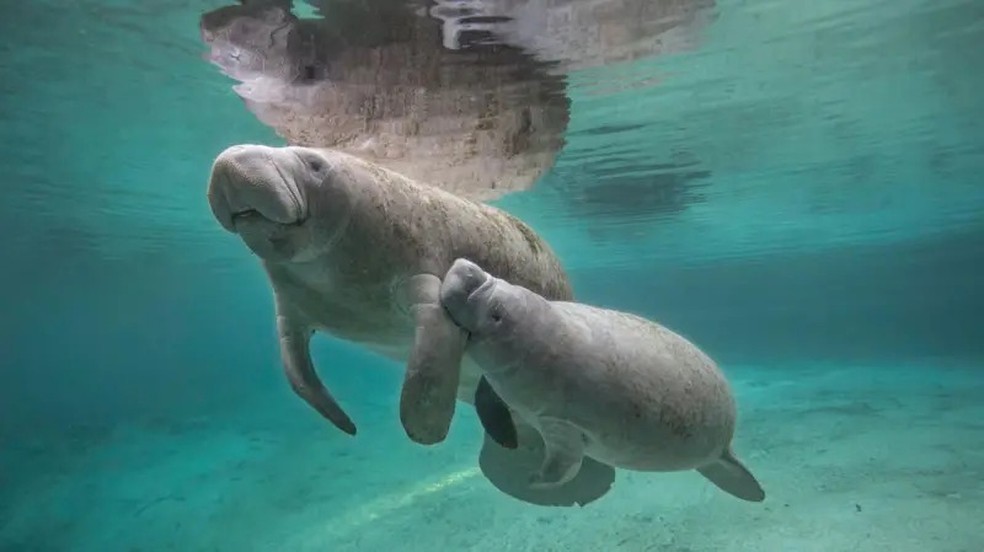 Por que peixe-bois da Flórida estão viciados em usinas elétricas | Mundo | Época NEGÓCIOS