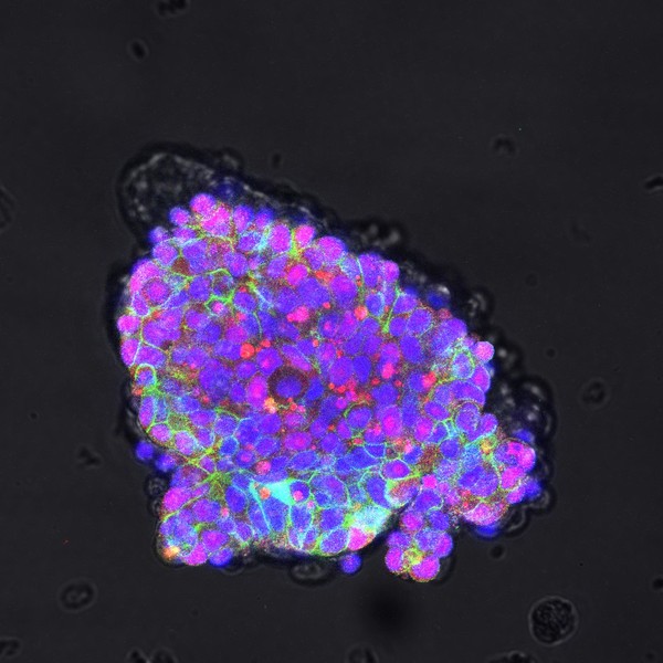 Empresa de biotecnologia afirma estar perto de recriar o genoma ...