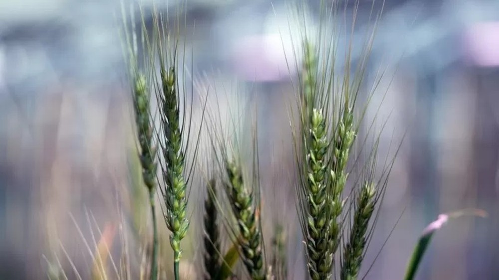 A busca de cientistas por espécie de trigo centenária resistente ao ...