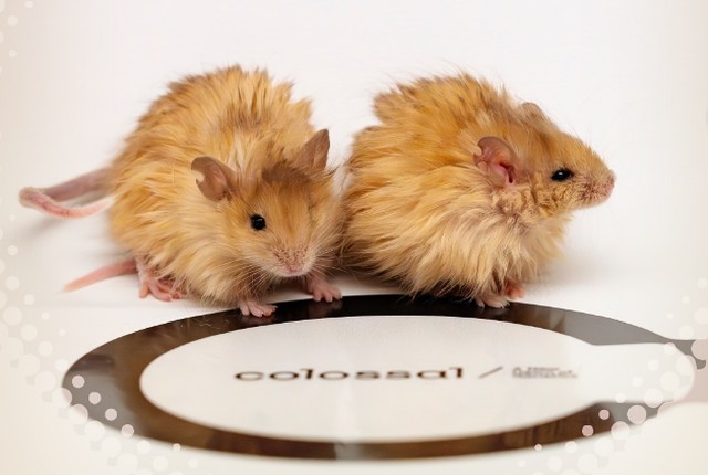 Empresa americana cria ratos peludos em busca de desextinção do mamute