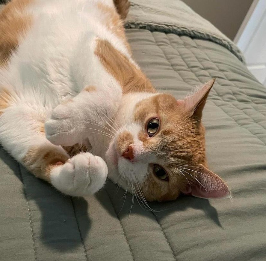 Dia Mundial do Gato: conheça felinos influenciadores que bombam nas ...