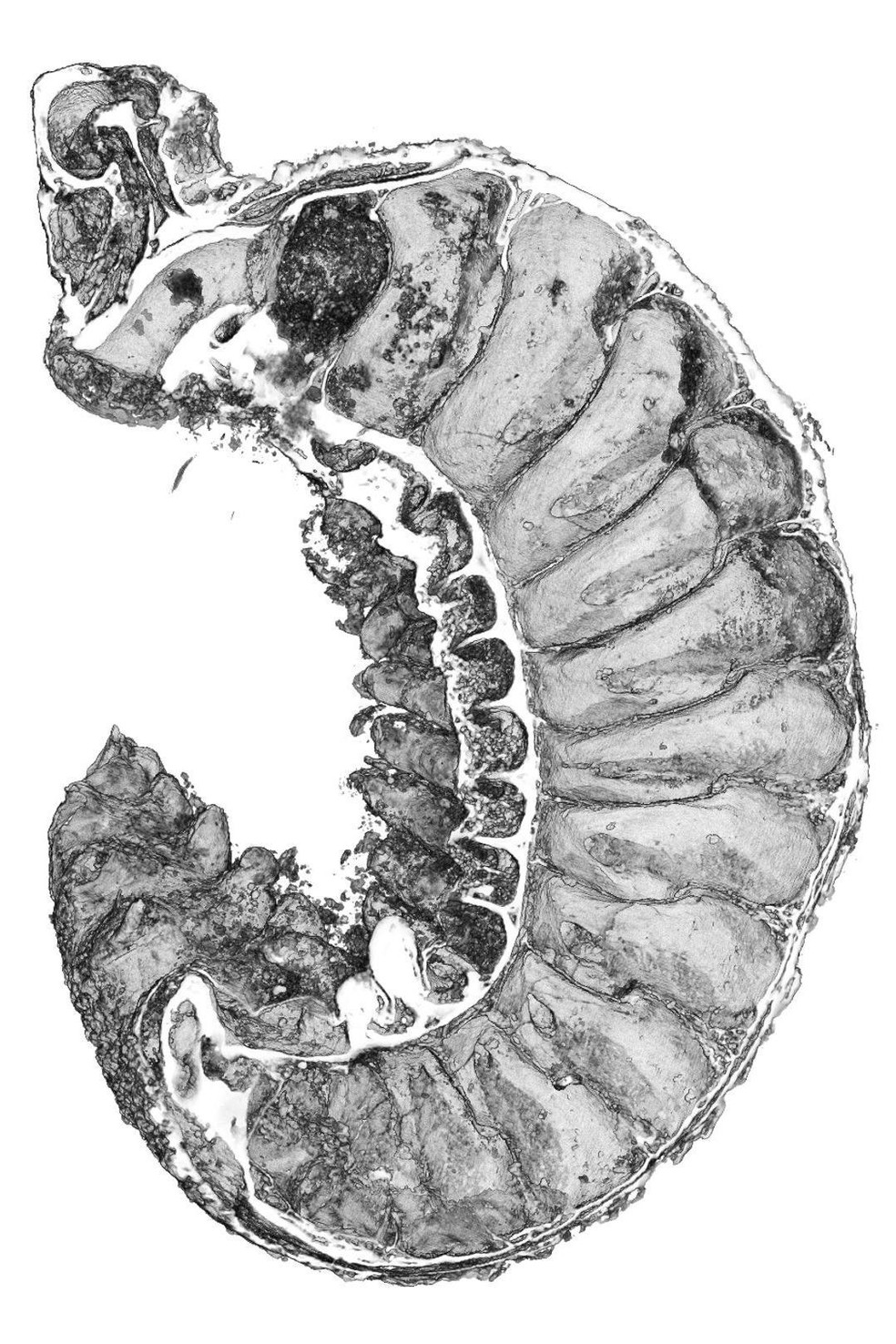 O raio-x que revela anatomia de inseto que viveu há meio bilhão de anos