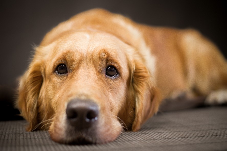 Cientista chileno desenvolve vacina reversível para castração de cães ...
