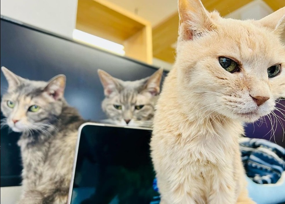 Empresa japonesa Qnote ‘contrata’ gatos para cargos de escriturário ...