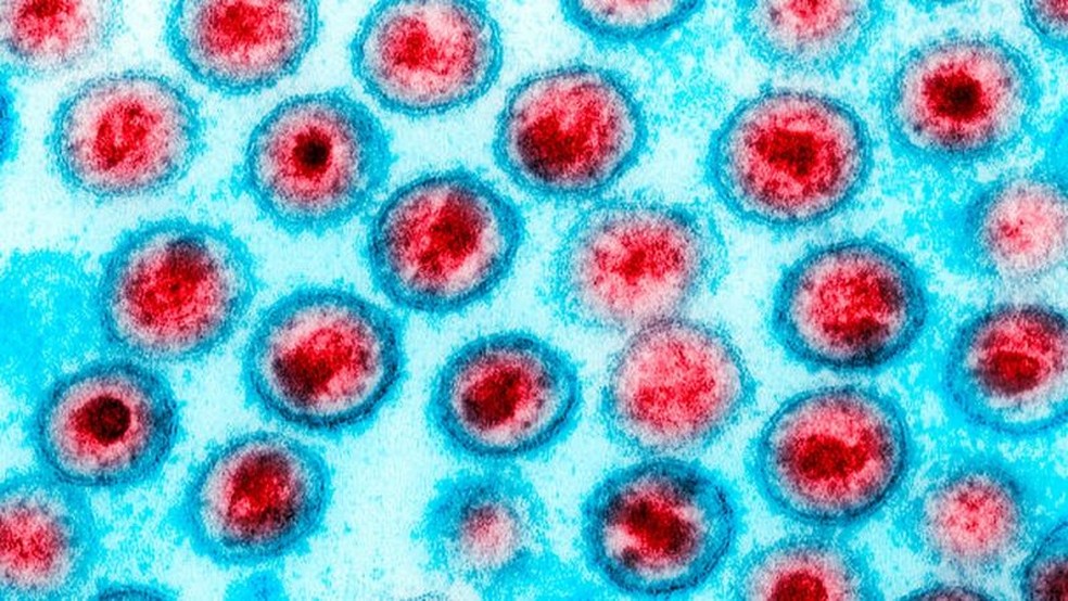 Os vírus fundamentais na evolução humana