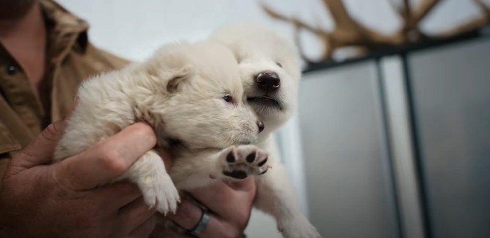 Colossal Biosciences traz primeiro animal de volta da extinção; lobo ...
