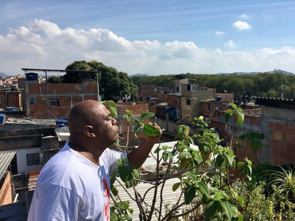Ativista em favela do Rio planta telhados verdes para combater onda de ...