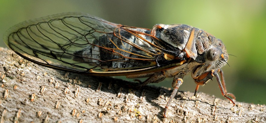 Na salada, na sopa ou no molho: cigarras são a nova tendência da ...