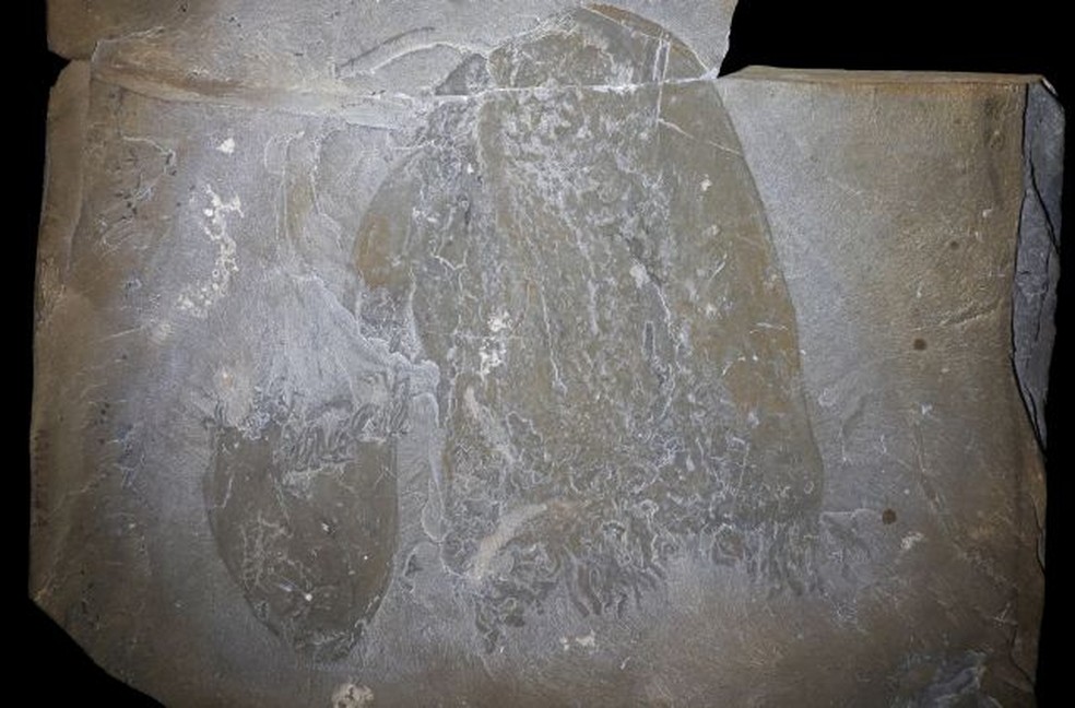 Mais de 170 fósseis de águas-vivas são encontrados em rocha de 500 ...