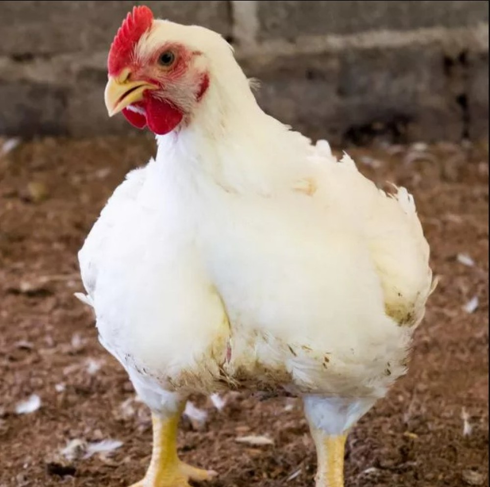 Você já viu um chester? | Empresas | Época NEGÓCIOS