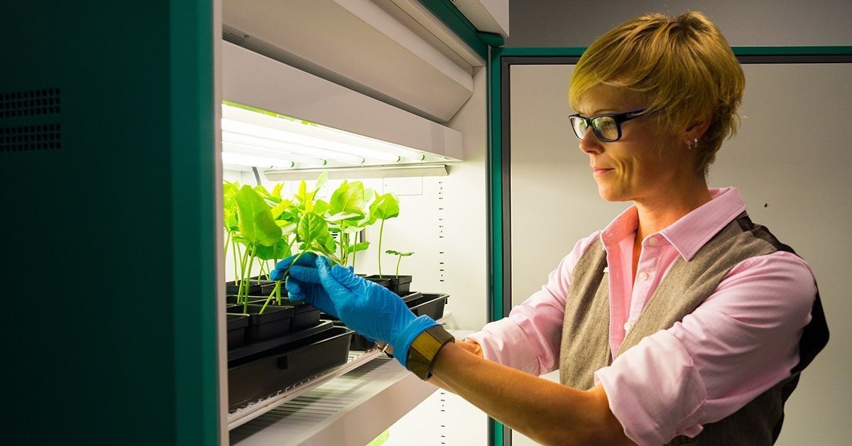 Tratamento experimental com vírus de plantas se mostra promissor no ...