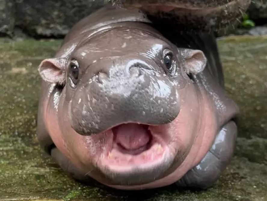 Bebê hipopótamo Moo Deng é eleita 'Meme do Ano de 2024' pelo X | Mundo ...
