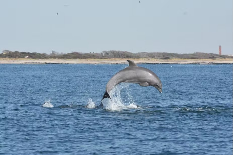 Mascote Dos Golfinhos 2024 Moongcho é A Mascote Dos Jogos Olímpicos