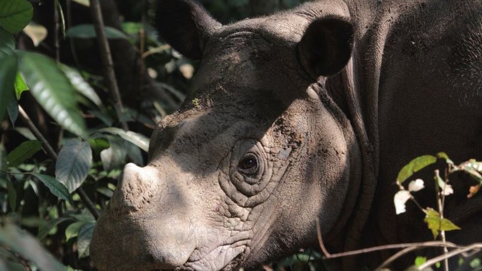 8 espécies de animais que podem desaparecer para sempre