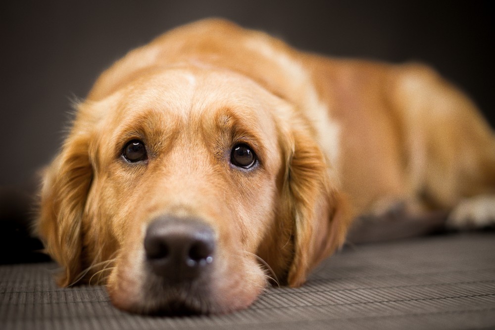 IA para cachorros: coleira inteligente ajuda a treinar os pets com ...