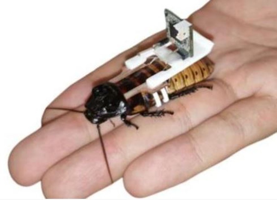 Mochila eletrônica transforma baratas em ciborgues em apenas 68 ...