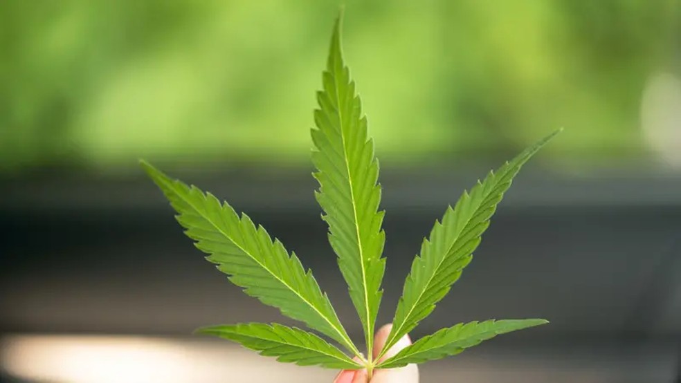 Como a maconha altera seu DNA | Ciência e Saúde | Época NEGÓCIOS